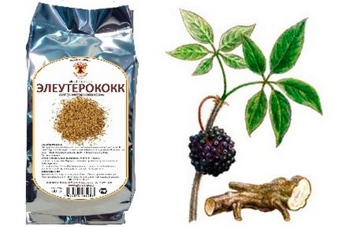 Елеутерокок: посадка й догляд, вирощування в саду, лікувальні властивості